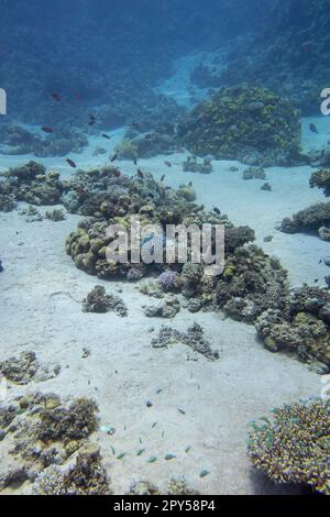 Colorful, picturesque coral reef at the sandy bottom of tropical sea ...