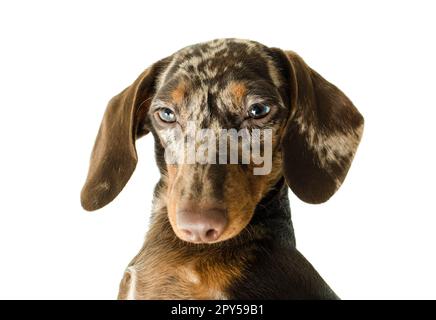 Short marble Dachshund Dog, hunting dog, isolated over white background ...