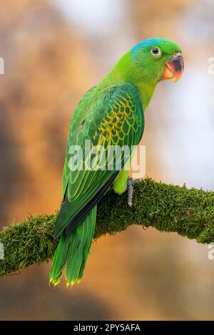 Blue-naped parrot (Tanygnathus lucionensis) in Borneo island, Malaysia ...
