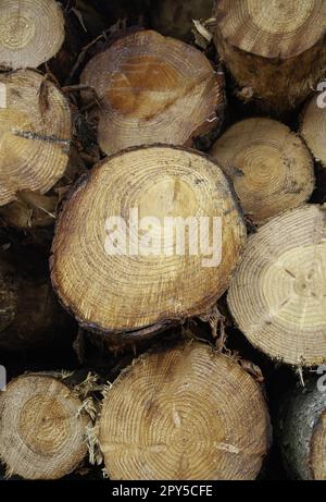 felled tree trunks, cut surface, annual rings, drying cracks Stock ...