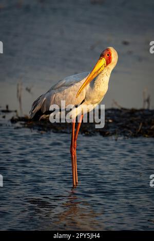 Yellow-billed stork stands in shallows turning head Stock Photo - Alamy