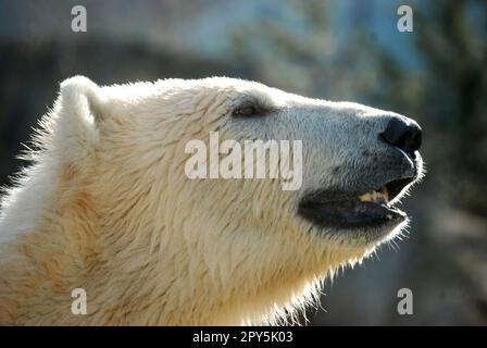 a head portrait of an ice bear Stock Photo - Alamy
