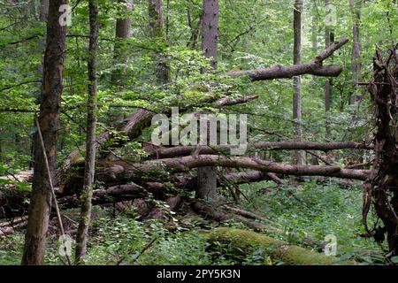 Alder tree deciduous stand Stock Photo - Alamy