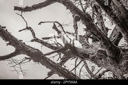 Dead tree full of moss and mushrooms Plitvice Lakes National Park in ...