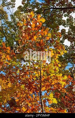 A Plethora of Colors in the Fall Forest in Shenandoah National Park in ...