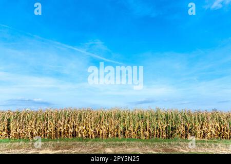 indian corn field in autumn with blue sky Stock Photo - Alamy