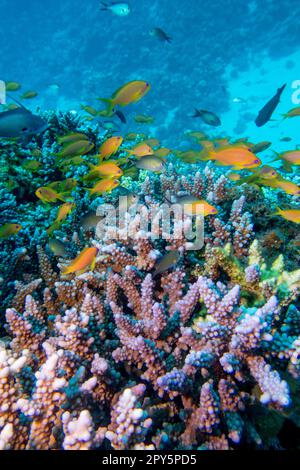 Coral reef underwater. Acropora porites and pocillopora colonies with ...