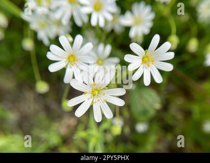 Field hornwort,Cerastium arvense Stock Photo - Alamy