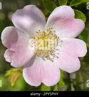 Dog rose, Rosa canina, is an important medicinal plant with pink or ...