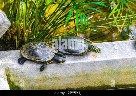 Water turtles crawl into the water in Athens Greece Stock Photo - Alamy
