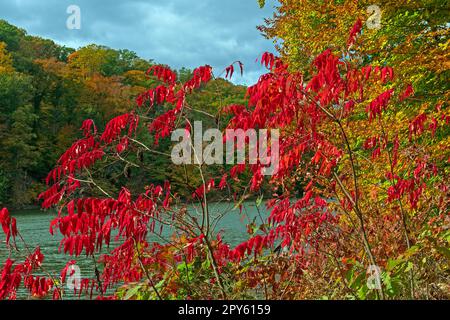 Brilliant Sumac Leaves in the Fall in Brown County State Park in ...