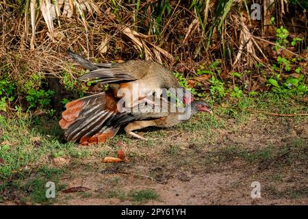 Mating of a Chaco chachalaca couple in the afternoon light, Pantanal Wetlands, Mato Grosso ...