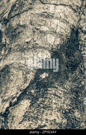 tree bark texture for background Rio de Janeiro Brazil Stock Photo - Alamy