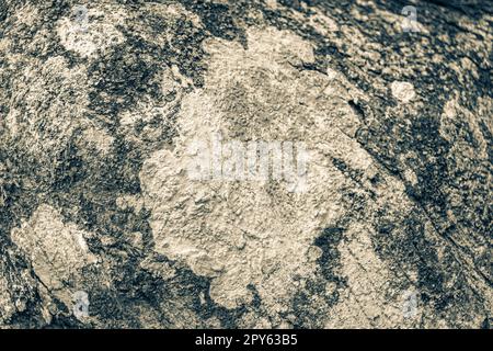 Tropical tree bark texture with turquoise moss and lichen Brazil Stock ...