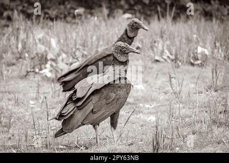 Couple of Tropical Black Vultures Coragyps atratus brasiliensis on the ...
