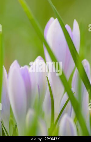 Pink filigree crocus flower blossoms in green grass for spring feelings ...