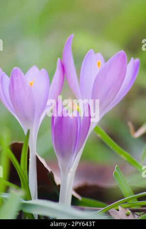 Pink filigree crocus flower blossoms in green grass for spring feelings ...
