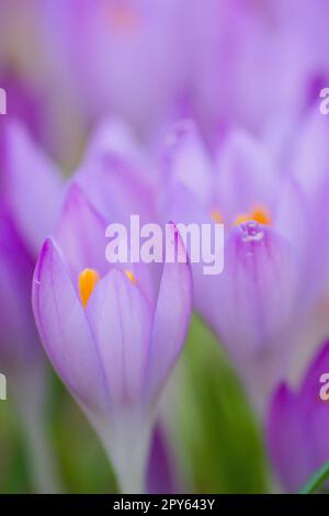 Pink filigree crocus flower blossoms in green grass for spring feelings ...