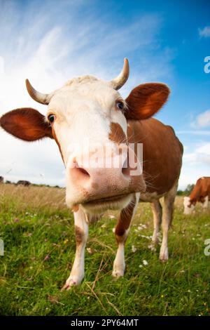 Closeup of a cute funny cow face Stock Photo - Alamy
