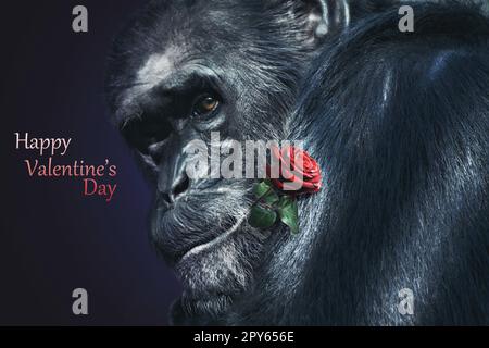 Wild gorilla with rose flower in the mouth. Valentine's Day gift Stock ...