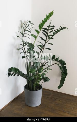 Medium pot with green leaves on wooden floor - home plant concept Stock ...