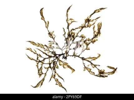 Algae isolated on white. macro view Stock Photo - Alamy