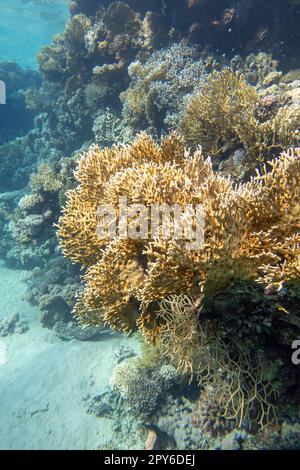 Coral reef underwater. Yellow acropora with orange millepora and purple ...