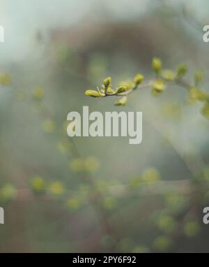 Concept for postcard or wallpaper with a green sprout of a plant and ...