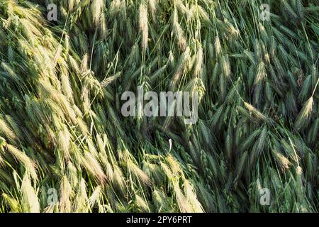 Close up wheat cones concept photo Stock Photo - Alamy