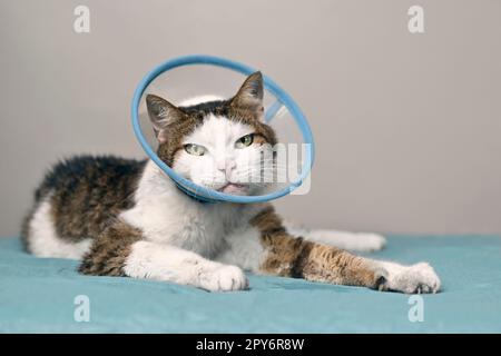 Senior cat with a pet cone looking at camera. Horizontal image Stock ...