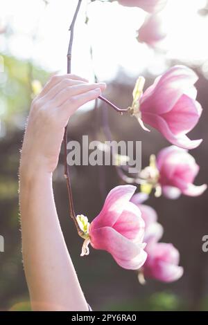 A vertical shot of a branch of magnolia flowers Stock Photo - Alamy