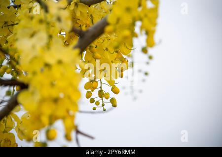 Golden shower / cassia fistula / amaltas, Indian laburnum Stock Photo - Alamy