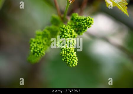 The grapes are flowering in the home garden Stock Photo - Alamy