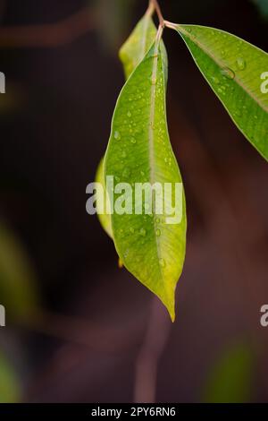 Java plum on tree in farm for harvest are cash crops Stock Photo - Alamy