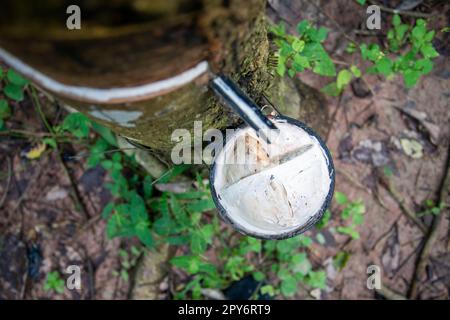 THAILAND PRACHUAP BANG SAPHAN RUBBER TREE Stock Photo - Alamy