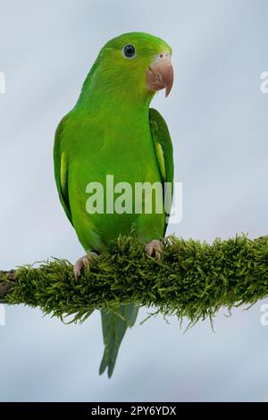 Plain parakeet - Brotogeris tirica Stock Photo - Alamy