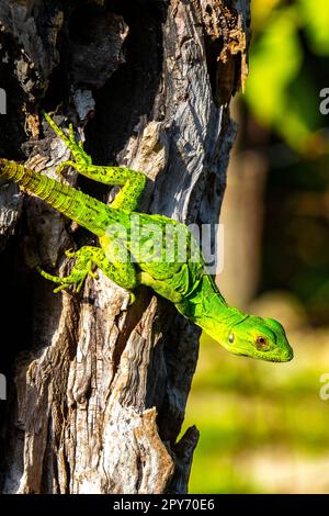 Caribbean green lizard hanging and climbing on tree trunk Mexico Stock ...