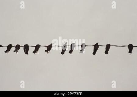 A group of crows sitting on a wire Stock Photo - Alamy