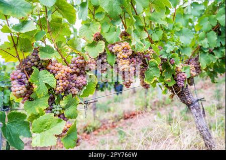 Yellow purple bunches of grapes hang on a vine plant in September ...