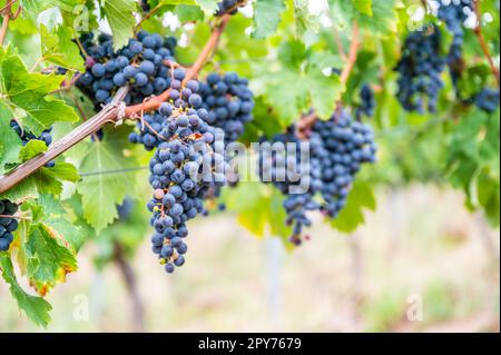 Blue fresh bunch of grapes hang on a vine plant in September before ...
