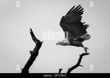 Mono African fish eagle flies from tree Stock Photo - Alamy