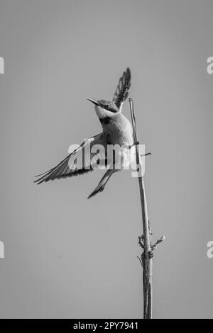 Bee-eater spreading wings Stock Photo - Alamy