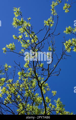 Low angle shot of tree leaves with blue sky in the background Stock ...