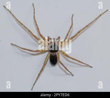 A two-color flat-streaked spider, Philodromus dispar on a wall Stock ...