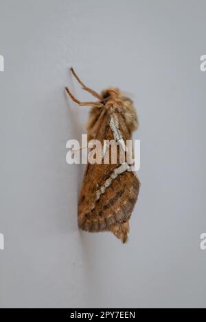 Close-up of a small hop rootworm. A moth, butterfly Stock Photo - Alamy