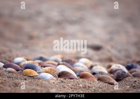 Collection of colourful seashells in the sand. Beach background with ...