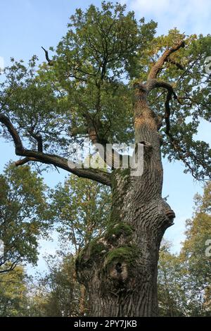 Giant oak tree in summer forest Stock Photo - Alamy