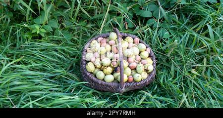 A wicker basket of fresh walnuts stands in the lush green grass ...
