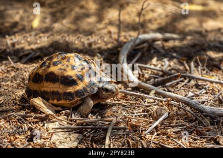 Spider tortoise, Pyxis arachnoides, Arboretum d'Antsokay, Madagascar ...