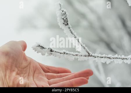Close up extending hand to frozen tree branch concept photo Stock Photo ...
